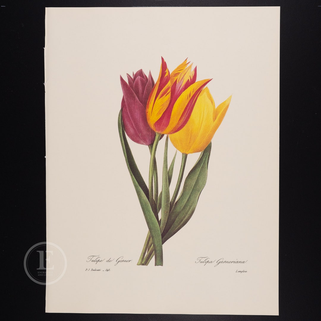 GARDEN TULIP Vintage Offset Print the Most Beautiful Flowers and Fruits ...