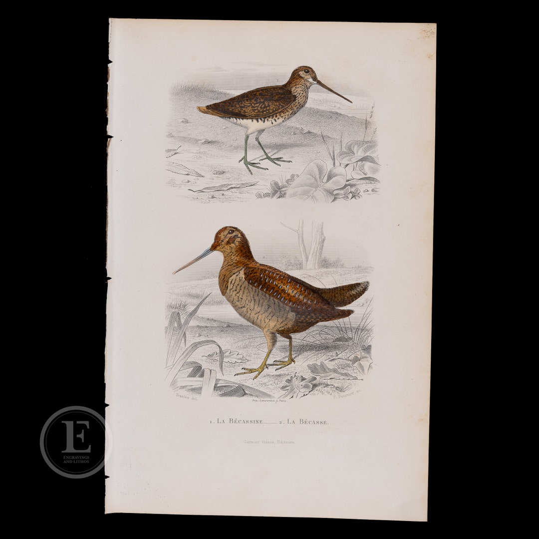 The Snipe, the Woodcock Bird / Original Steel Engraving Plate From ...