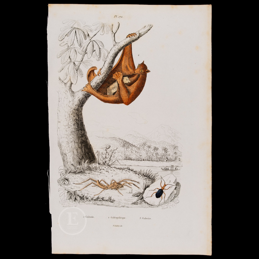 1847 Sunspider, Flying Lemur, Sea Urchin – Original 1847 Botanical ...
