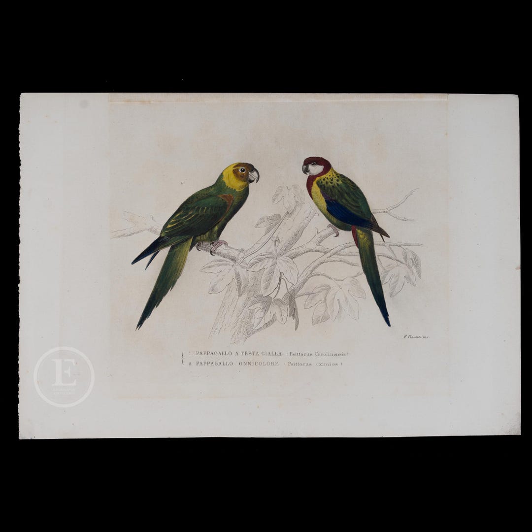1878 PARROTS (yellow-headed Parrot and Eclectus Parrot) - Hand-colored ...
