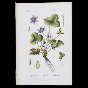 1886 LIVERWORT or LIVERLEAF Flora of Germany, Austria and Switzerland ...