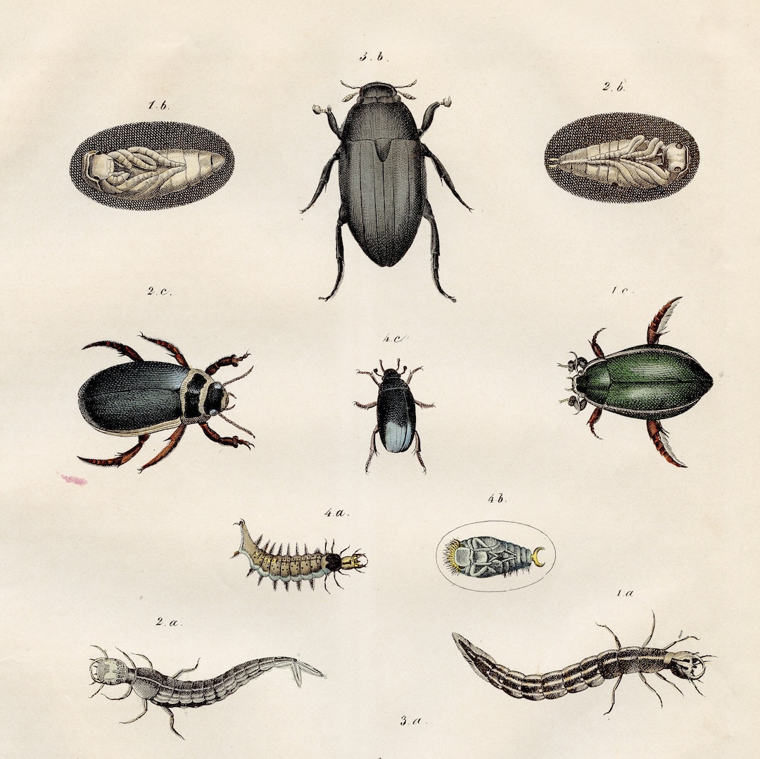 The German Swimming Beatle and Water Bug - VERY RARE - Original ...