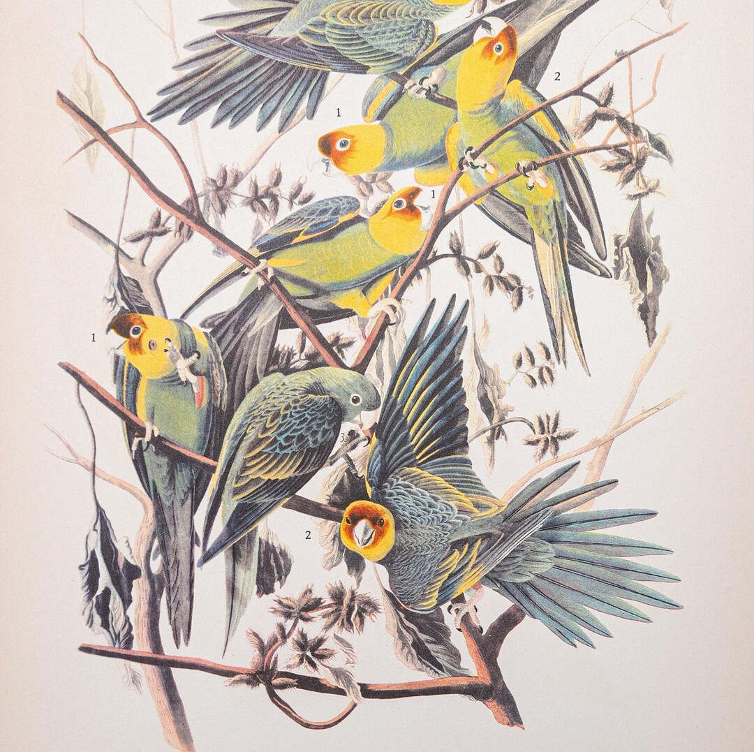1937 Song Sparrow and Carolina Parakeet From "john James Audubon Birds ...