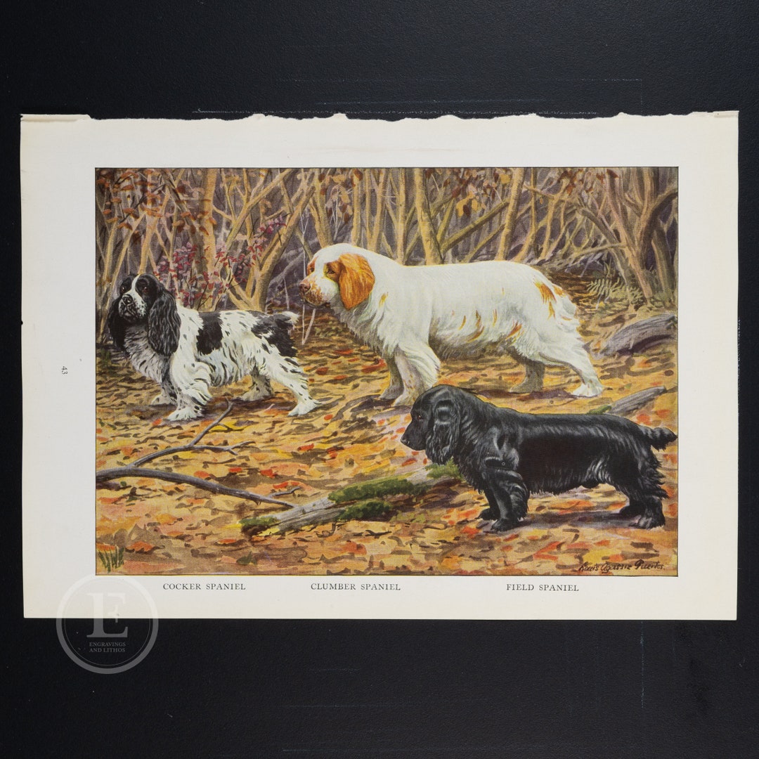 1919 SPANIELS: Cocker, Clumber and Field - Original Vintage Lithography ...