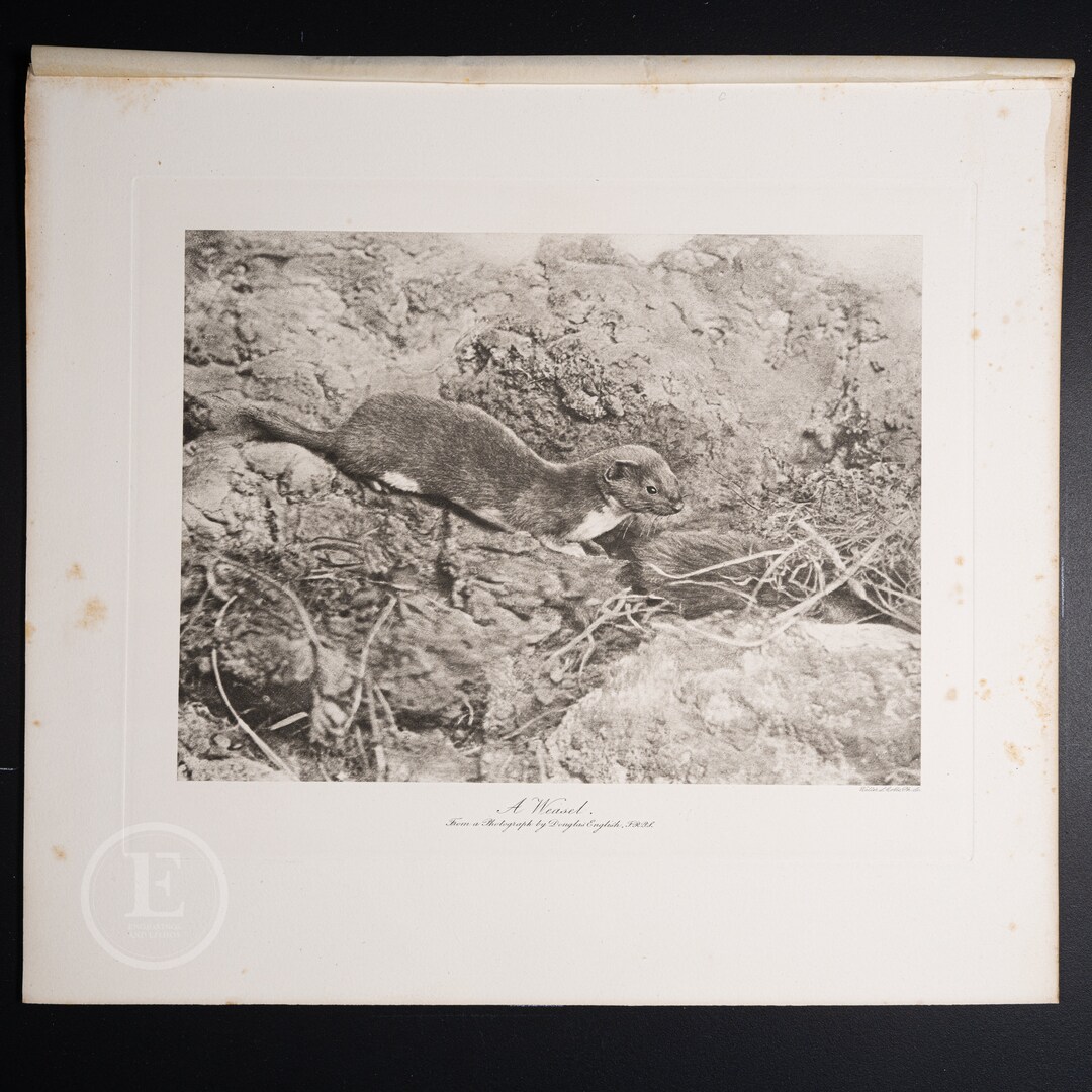 WEASEL / Heliogravure Etching "the Mammals of Great Britain and Ireland ...
