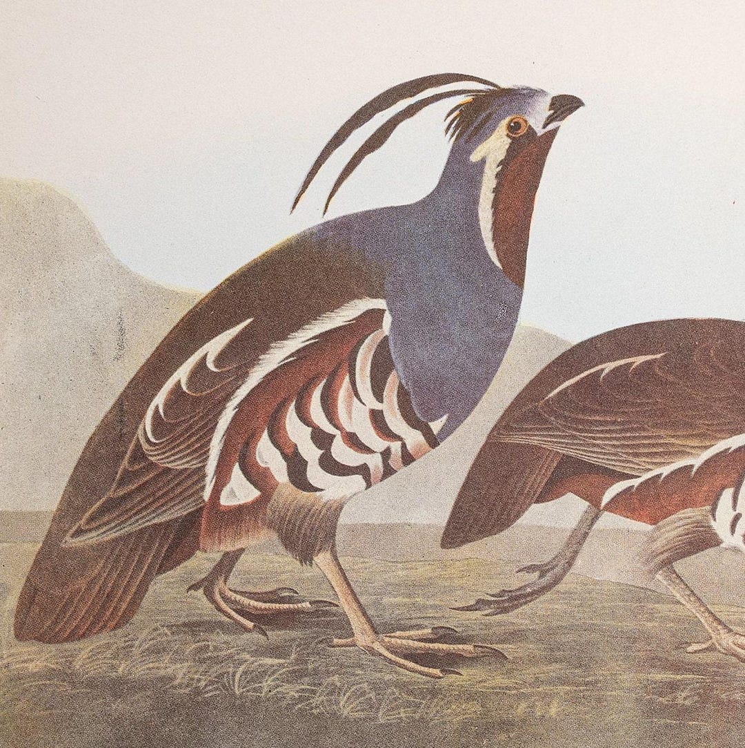 1937 Two Quail and Fringillids and Icterid From "john James Audubon ...