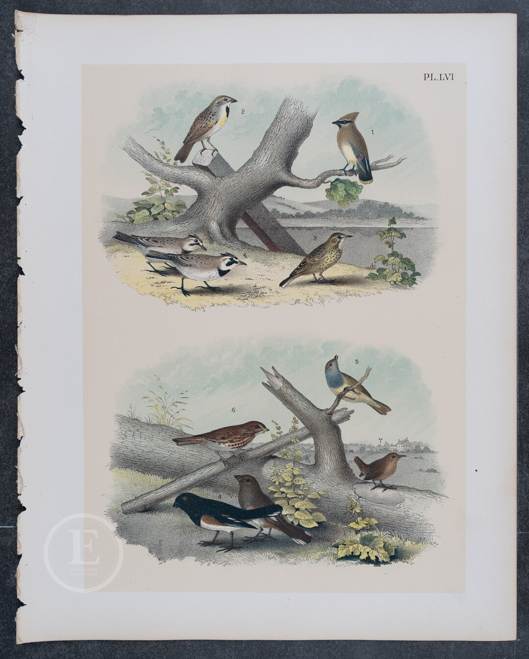 1878 Black-throated Bunting, Pipit, Shore Lark, Warbler, Red Fox ...