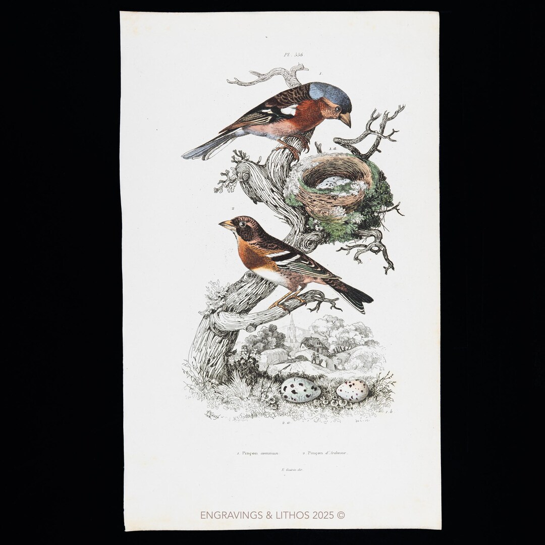 1846 FINCHES and NEST – Original Engraving From Guerin Natural History ...