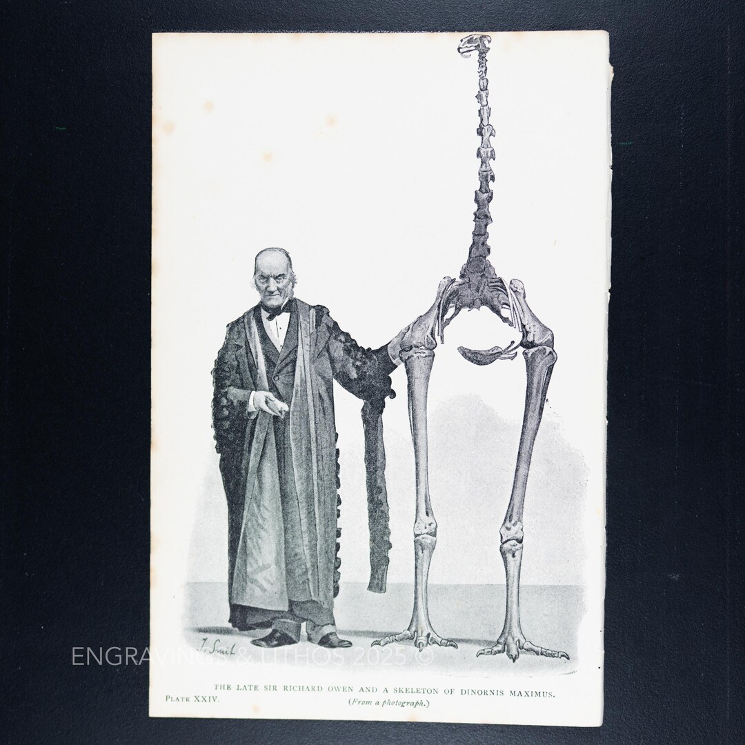 1897 SIR RICHARD OWEN and Giant Bird Skeleton (dinornis Maximus ...