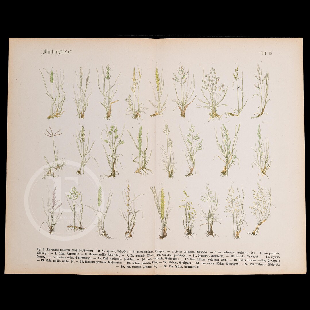 THE FODDER GRASSES - Original Print Out of the Book "praktischen ...