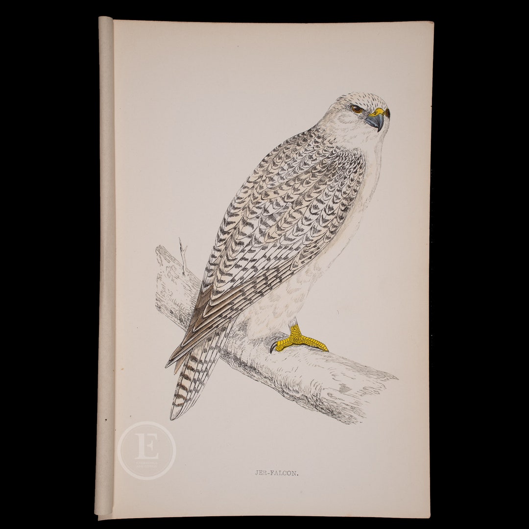 JER-FALCON - British Birds - Original Colored Engraving 1856 ...