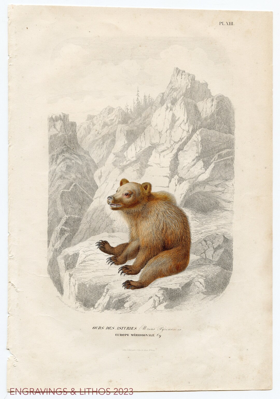 Cantabrian Brown Bear Original Litho From histoire - Etsy