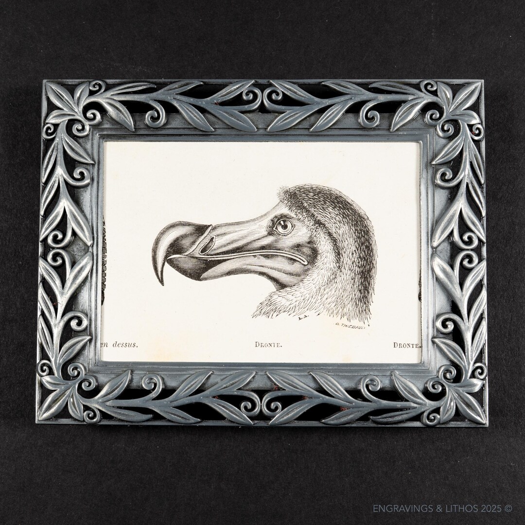 1853 Antique Dodo Bird Print - Tiny Framed Metal Lithograph - Etsy