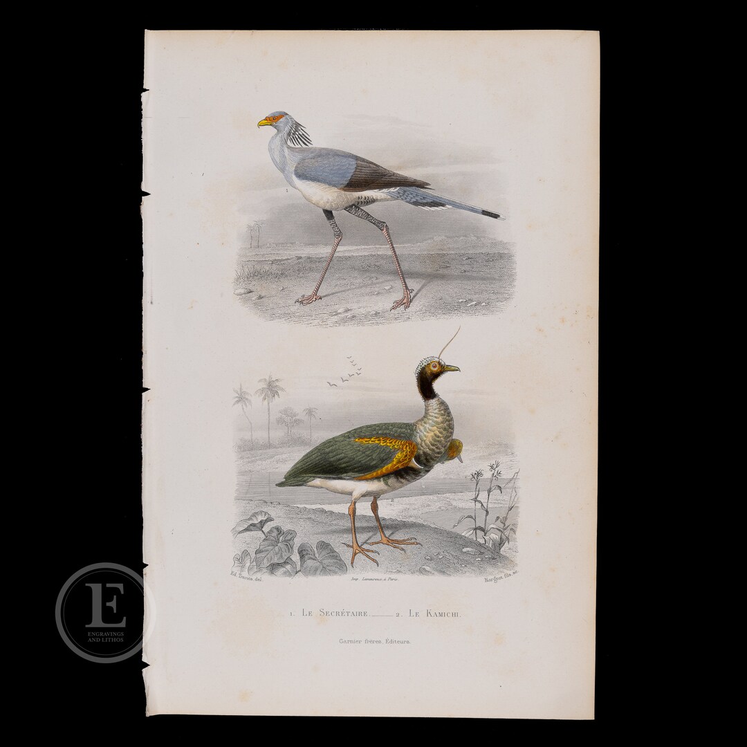 The Secretary Bird, the Jacana / Original Steel Engraving Plate From ...