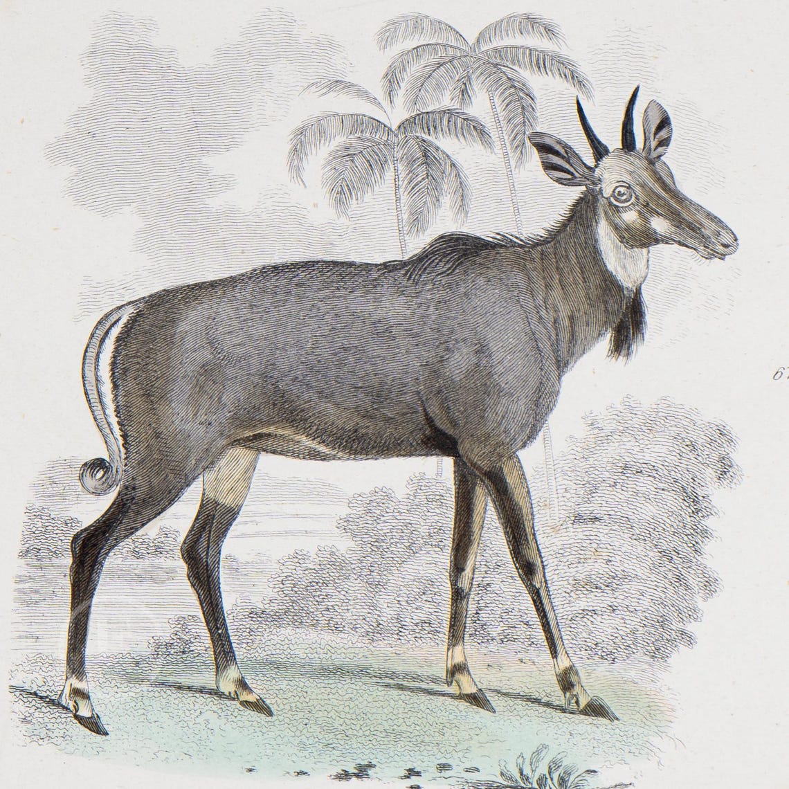 1859 MAMMALS: Antelopes- African Scimitar Oryx, Indian Nilgai - Hard to ...
