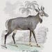 1859 MAMMALS: Antelopes- African Scimitar Oryx, Indian Nilgai - Hard to ...