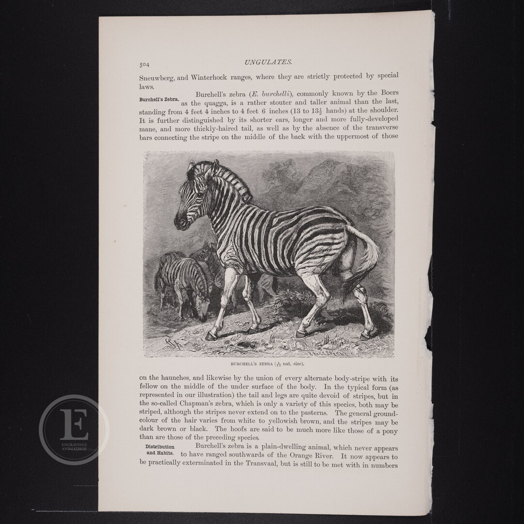 BURCHELL'S ZEBRA - Original Black and White Lithography From the Royal ...