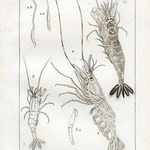 1825 - Brown Shrimp, Cold-water Prawn, Egeon / From a French Book of ...