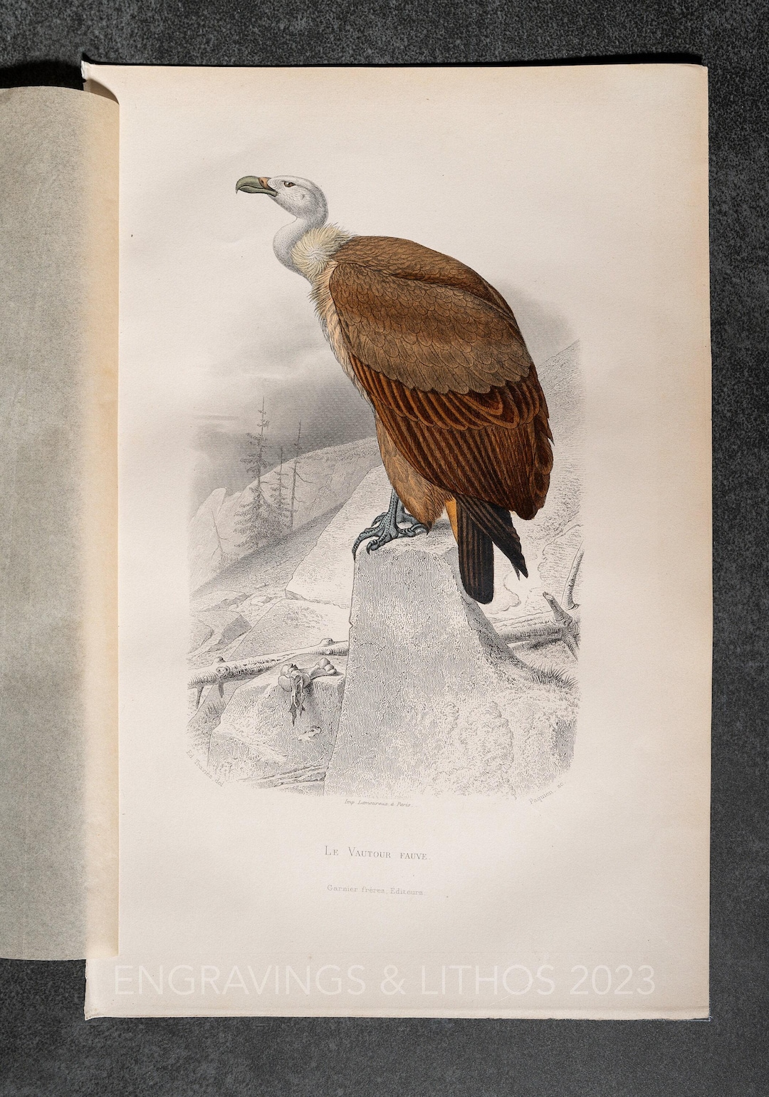 1879 the Vulture – Hand-colored Ornithology Steel Engraving From Buffon ...