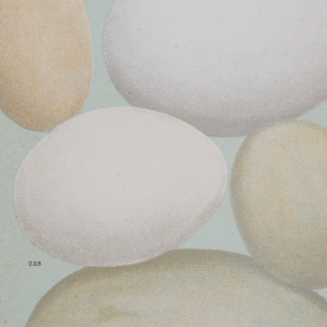 Different Kinds of Bird Eggs - Antique Chromolithograph Published C1900 ...