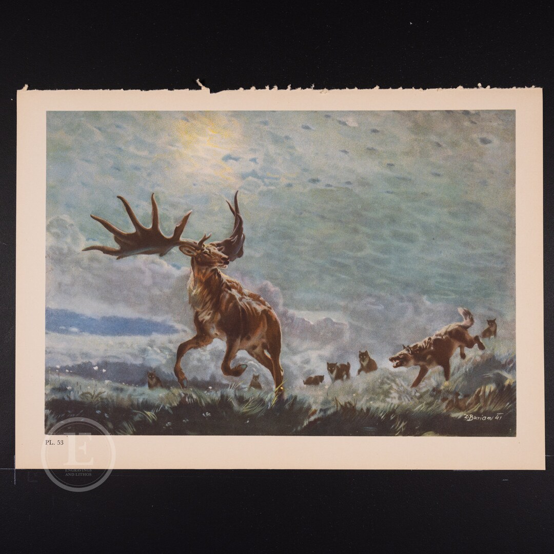 Giant Stag: Moose From the Pleistocene Epoch Original Vintage ...