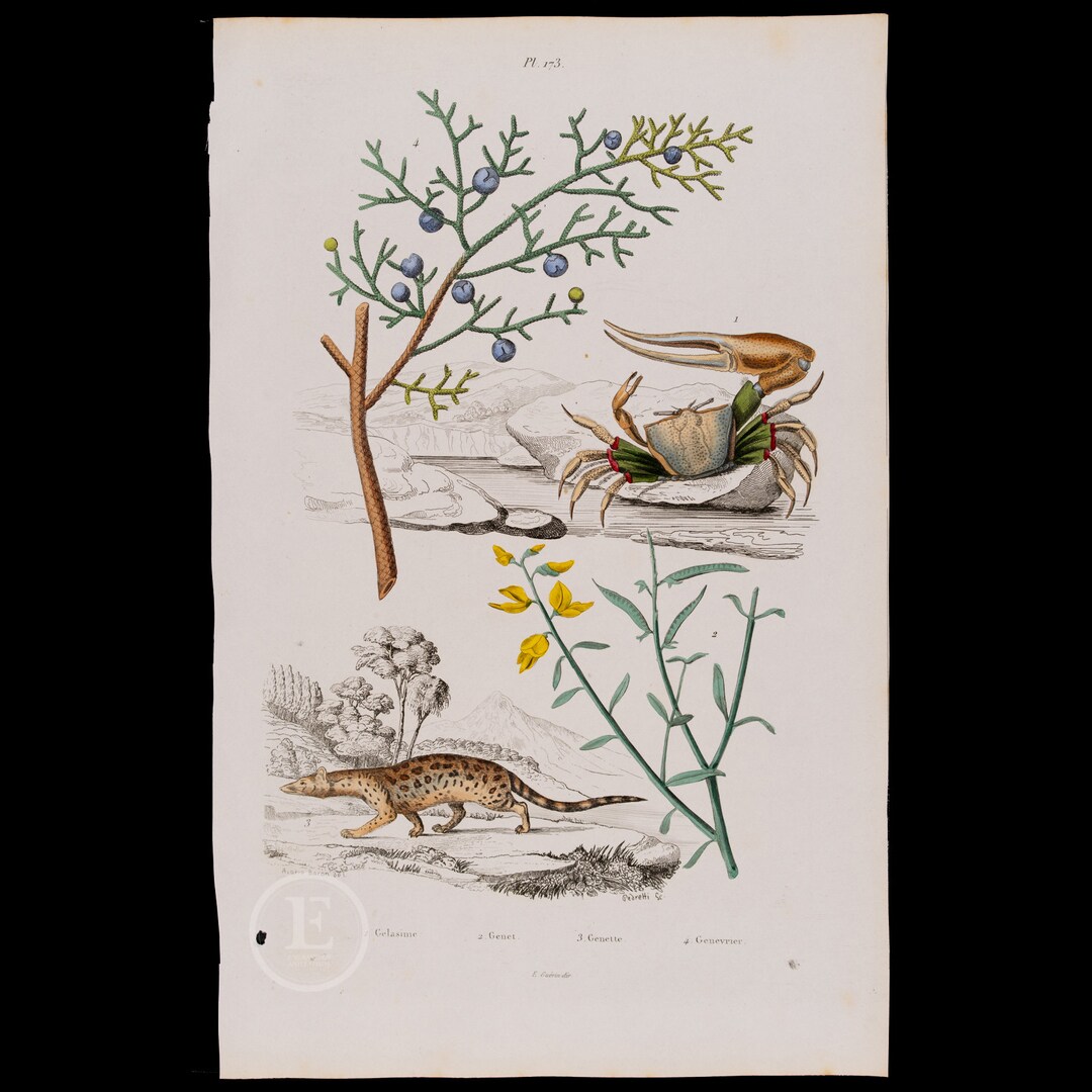 1837 Juniper, Fiddler Crab, Genet Flower - Very Rare Engraving ...