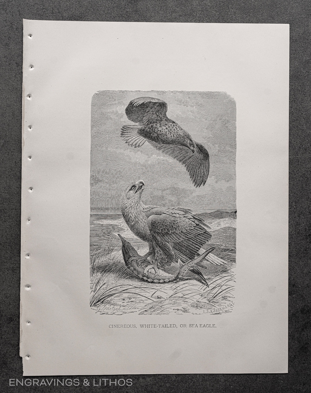 1898 Sea Eagle - Original Lithography Out of "animate Creation: Our ...