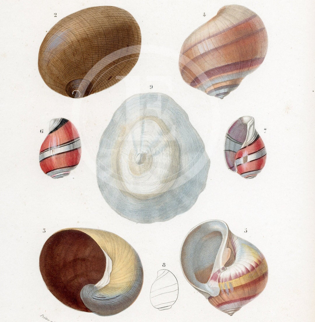 1849 Sea Slug, Shark Eye, Moon Snail, Sea Hare - Dictionnaire D ...