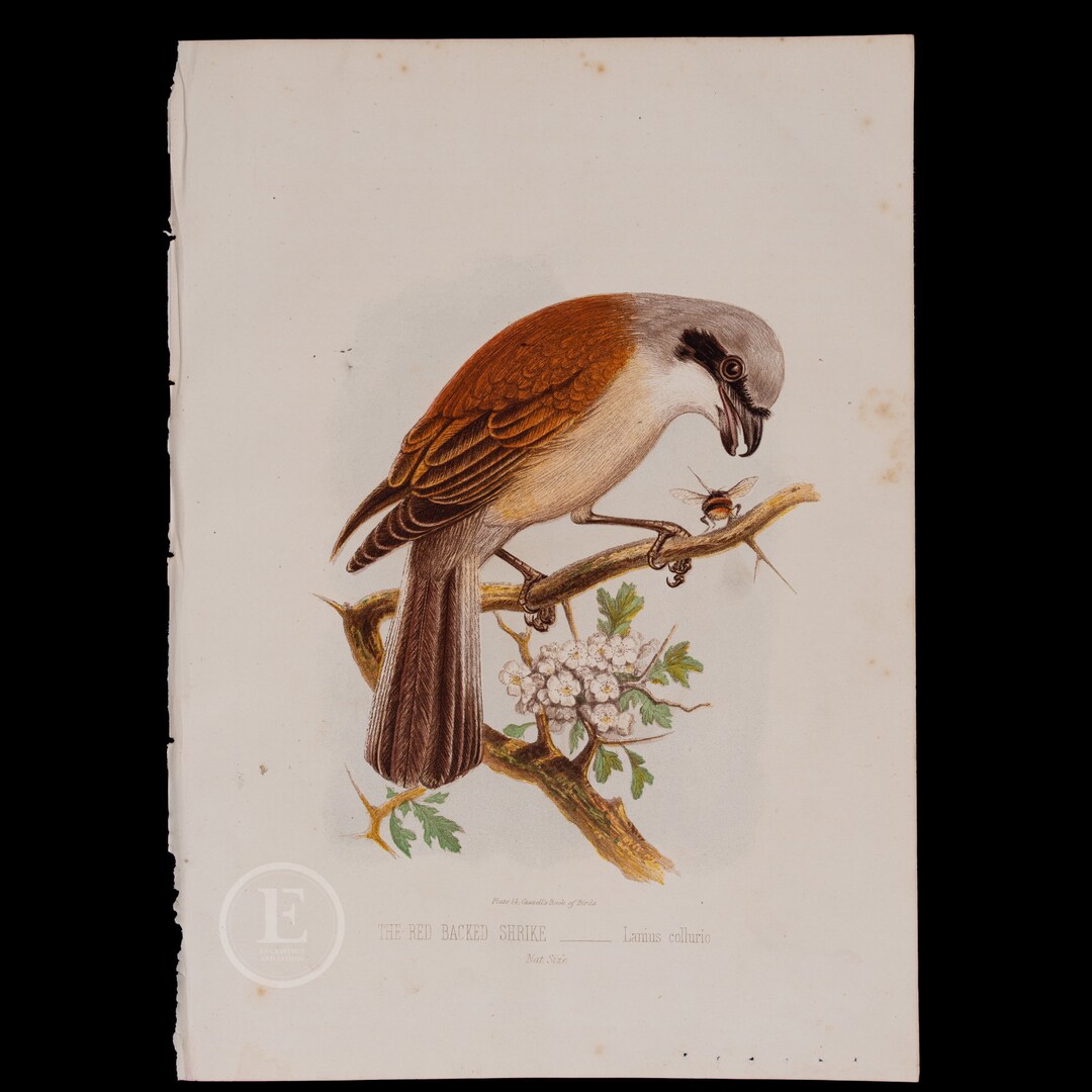 RED BACKED SHRIKE - Very Rare Original Chromolithographs Cassell's ...