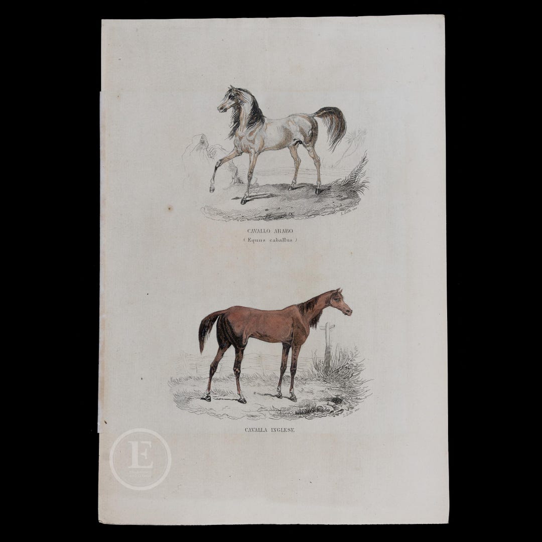 1877 Arabian HORSE and English MARE - Hand-colored Steel Engraving From ...