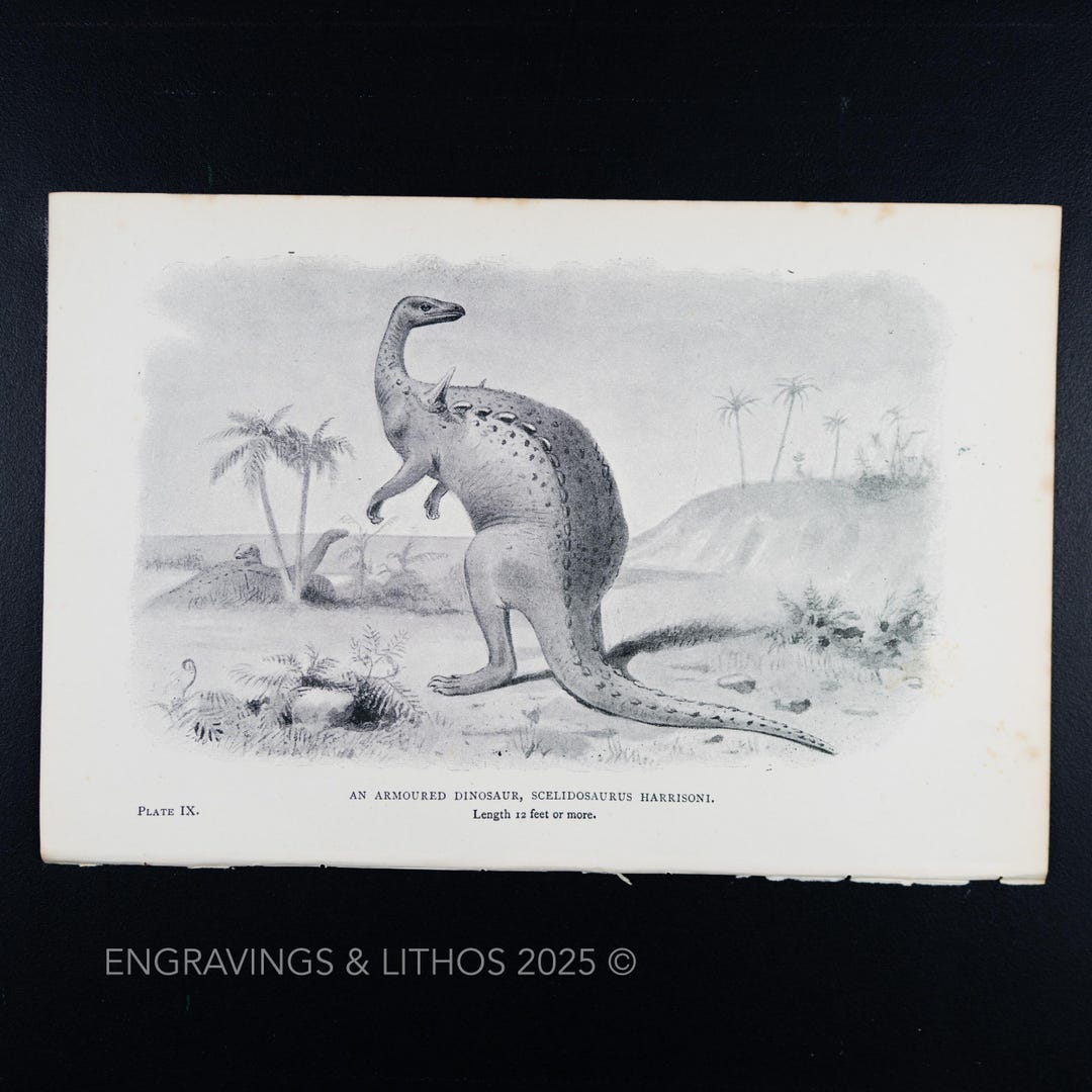 1897 ARMOURED DINOSAUR (scelidosaurus Harrisoni) – Original Extinct ...