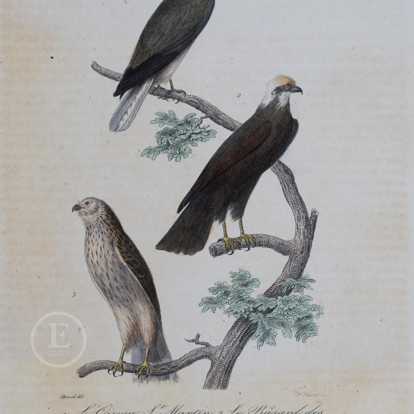 1840 Harriers/rough-legged HAWK - Hand-colored Steel Engraving With Gum ...