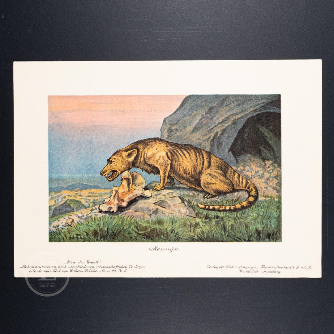 1911 MESONYX WOLF - Carnivorous Mammal From Eocene Epoch Original From ...