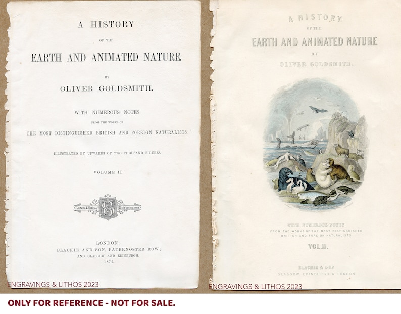 Fish: Salmon, Salmon Trout, Trout, Lake Trout, River Trout - Rare ...
