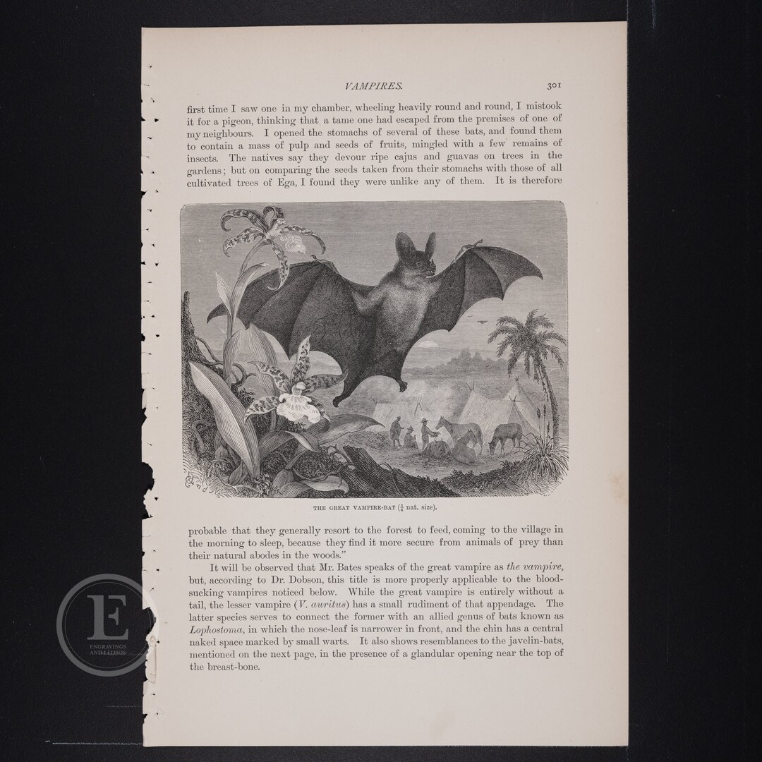 1896 Vampire Bat Print: Vintage Wildlife Art - Original Lithograph ...