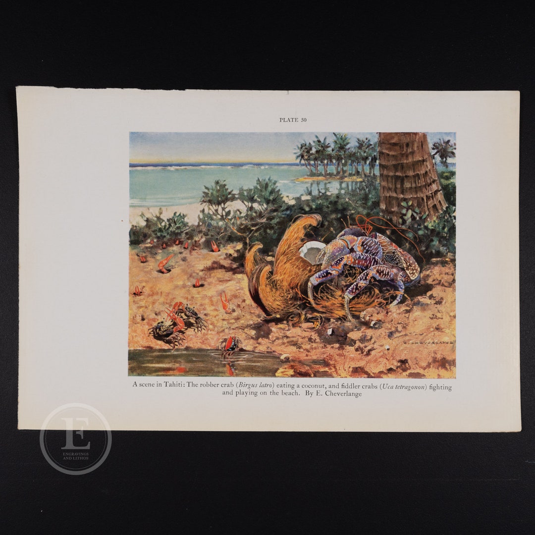 A Scene in Tahiti: the Robber Crab (birgus Latro) Eating a Coconut is ...