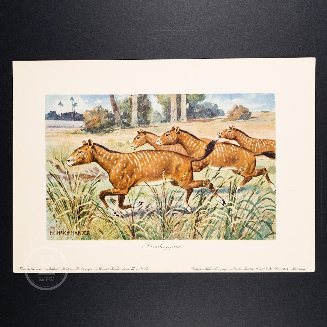 1911 MESOHIPPUS, Early Horse Ancestor From the Oligocene - Original ...