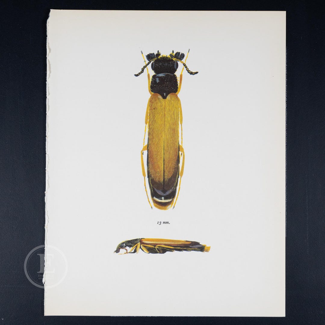 FALSE POWDERPOST BEETLE - Color Offset Vintage Lithography of Beetles ...