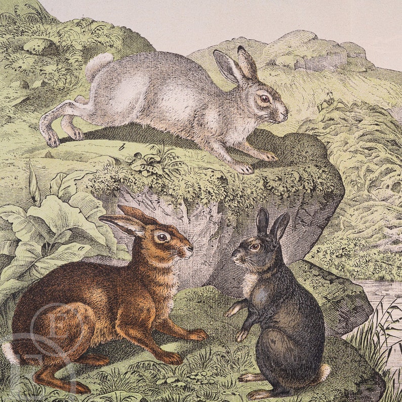 1872 Mountain and Variable Hare, Rabbit, Beaver and Muskrat - Original ...