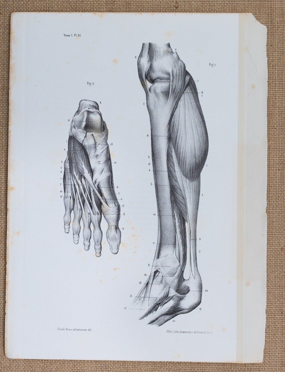 Internal Leg and Dorsal Foot Muscles RARE ORIGINAL PRINT - Etsy
