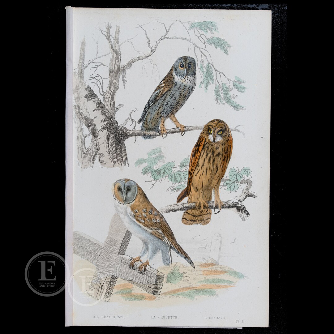 1845 OWLS: Tawny, Barn and Scary - Authentic Steel Engraving and Hand ...