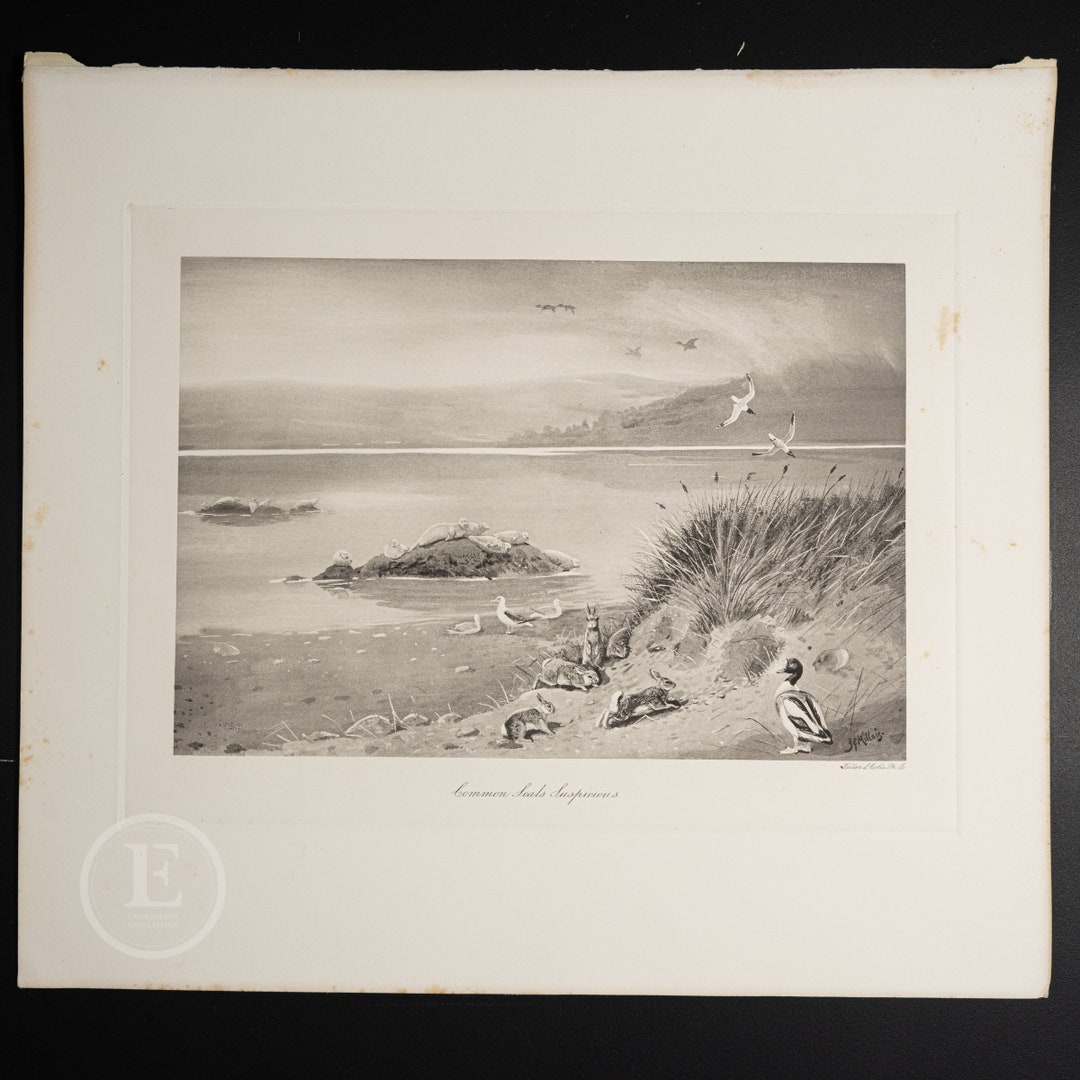 Common Seals Suspicious / Heliogravure Etching "the Mammals of Great ...