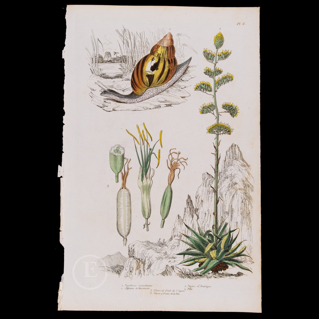 1847 Agathina / Agave: Flower and Fruit – Original 1847 Botanical ...