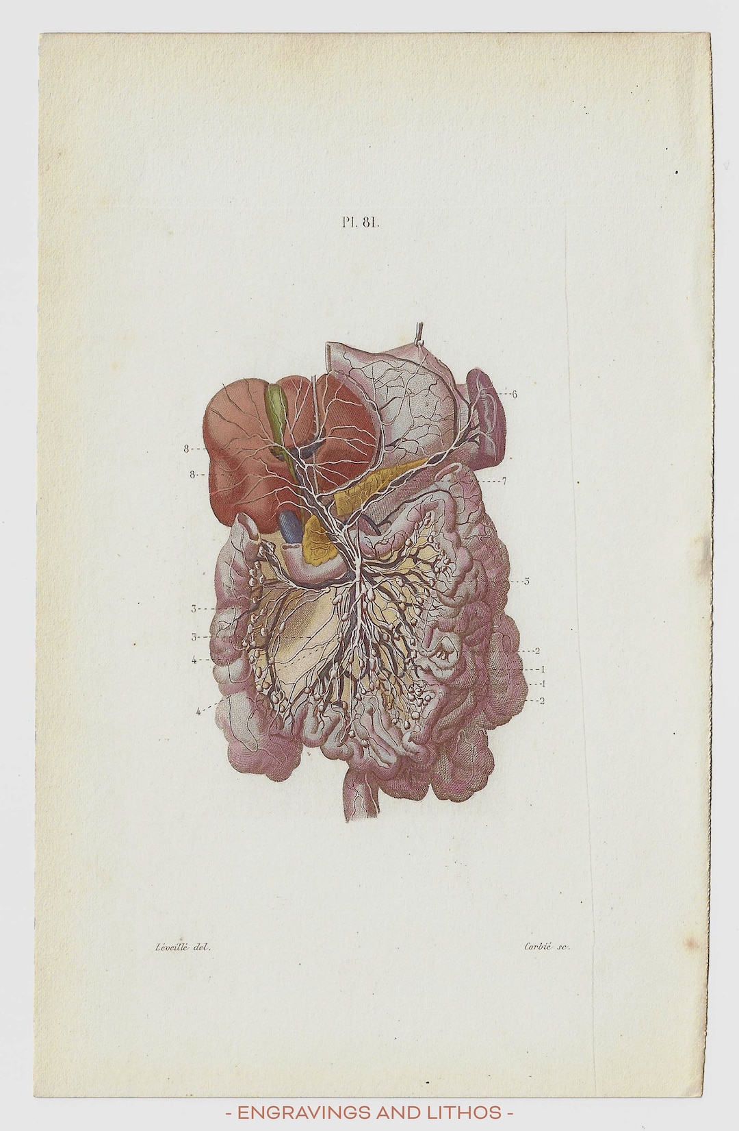 Glands and Ducts of Abdominal Viscera - RARE ORIGINAL PRINT From the ...