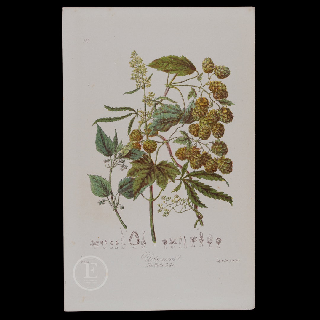 1868 the NETTLE TRIBE Very RARE Chromolithographs Published ...