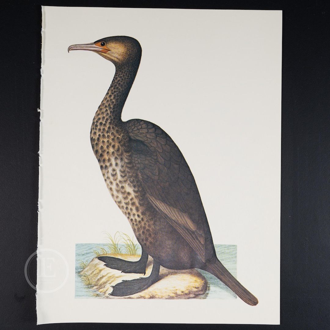 1970 COMMON CORMORANT - Vintage Lithograph Ornithology Print of ...