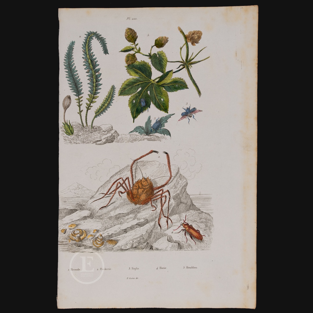 1847 Moss, Common Hop, Homale, Blister – Original 1847 Botanical ...