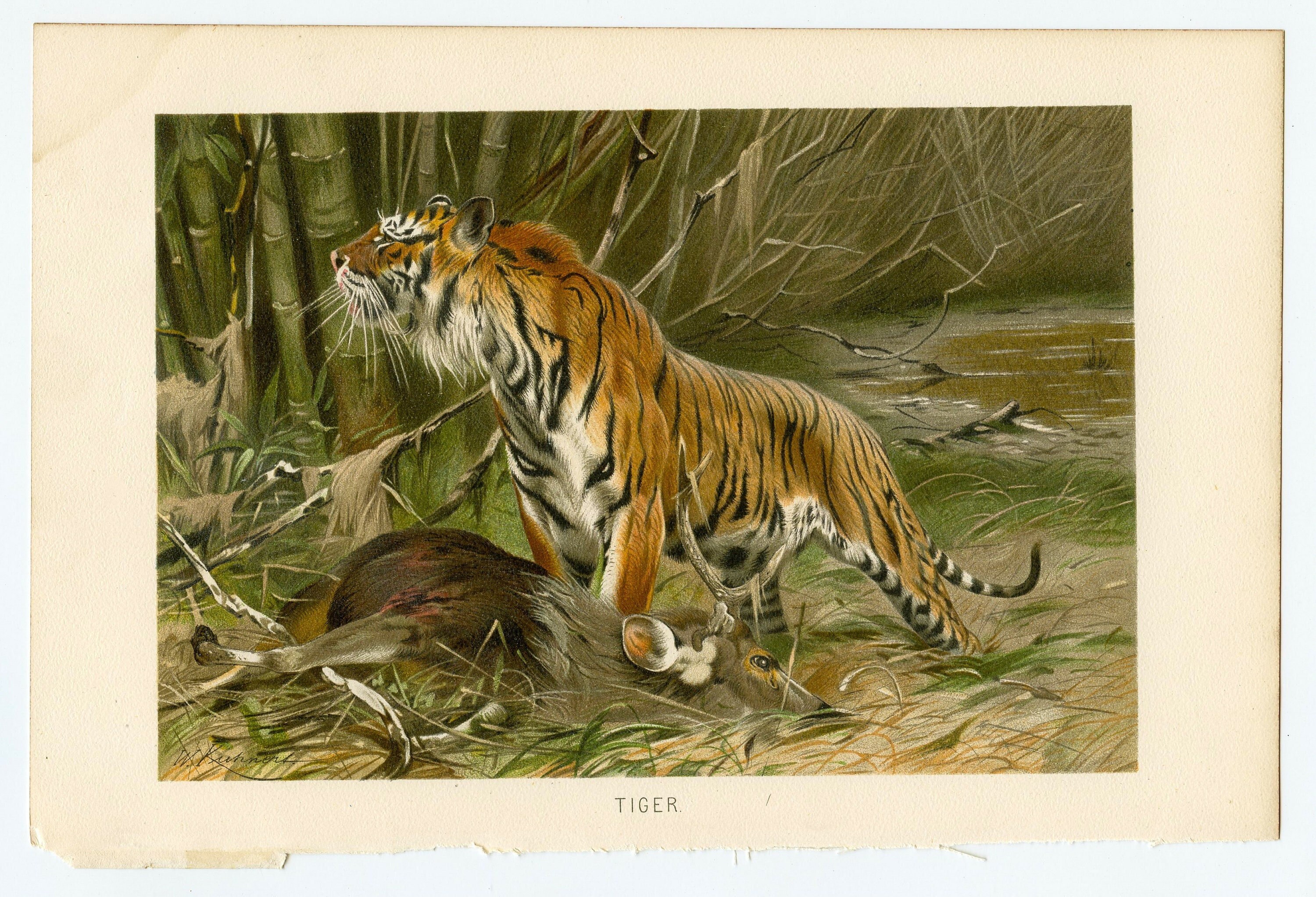 TIGER Original Color Lithography From the Royal Natural - Etsy