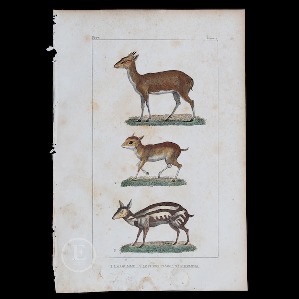 African Antelope - Etsy