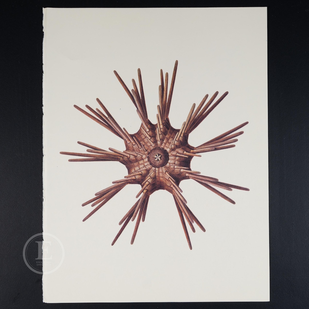 1970 DIADEM SEA-URCHIN - Vintage Lithograph Print of Larousse Animals ...